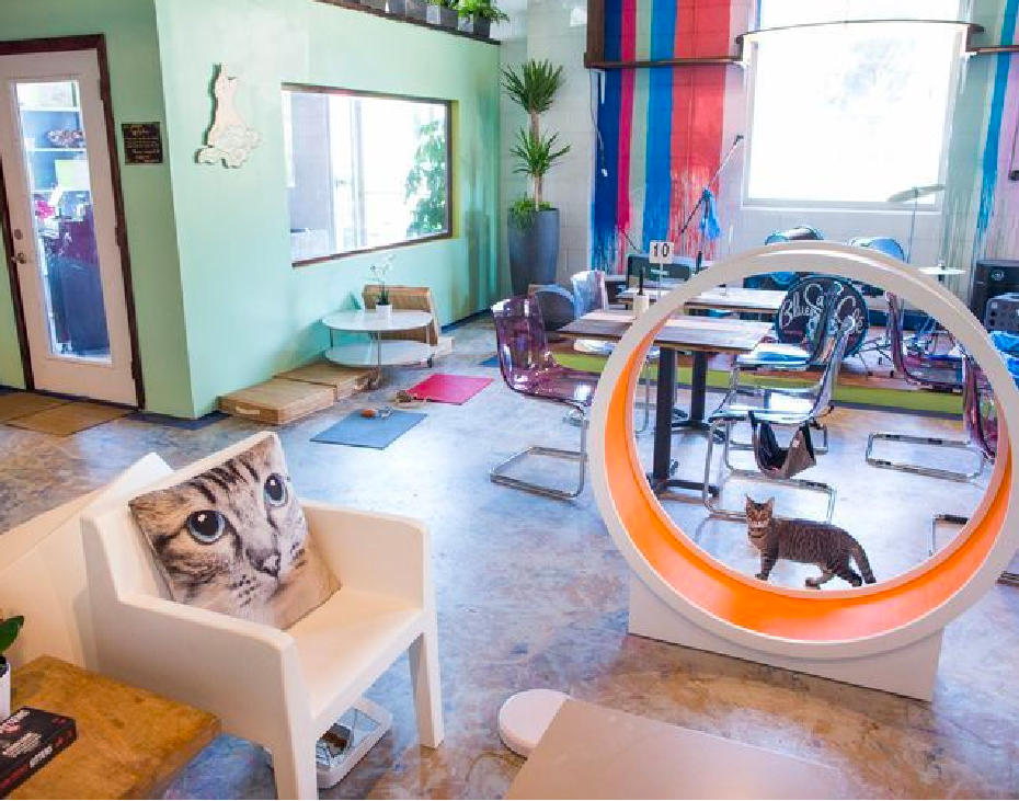 Blue Cat Cafe - Client Case Study | Deputy©
